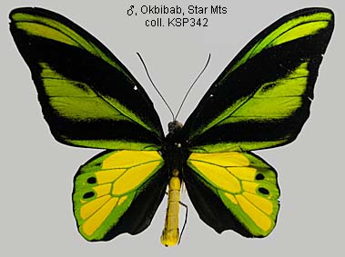 Papua Insects Foundation (Lepidoptera/Papilionidae/Ornithoptera chimaera)